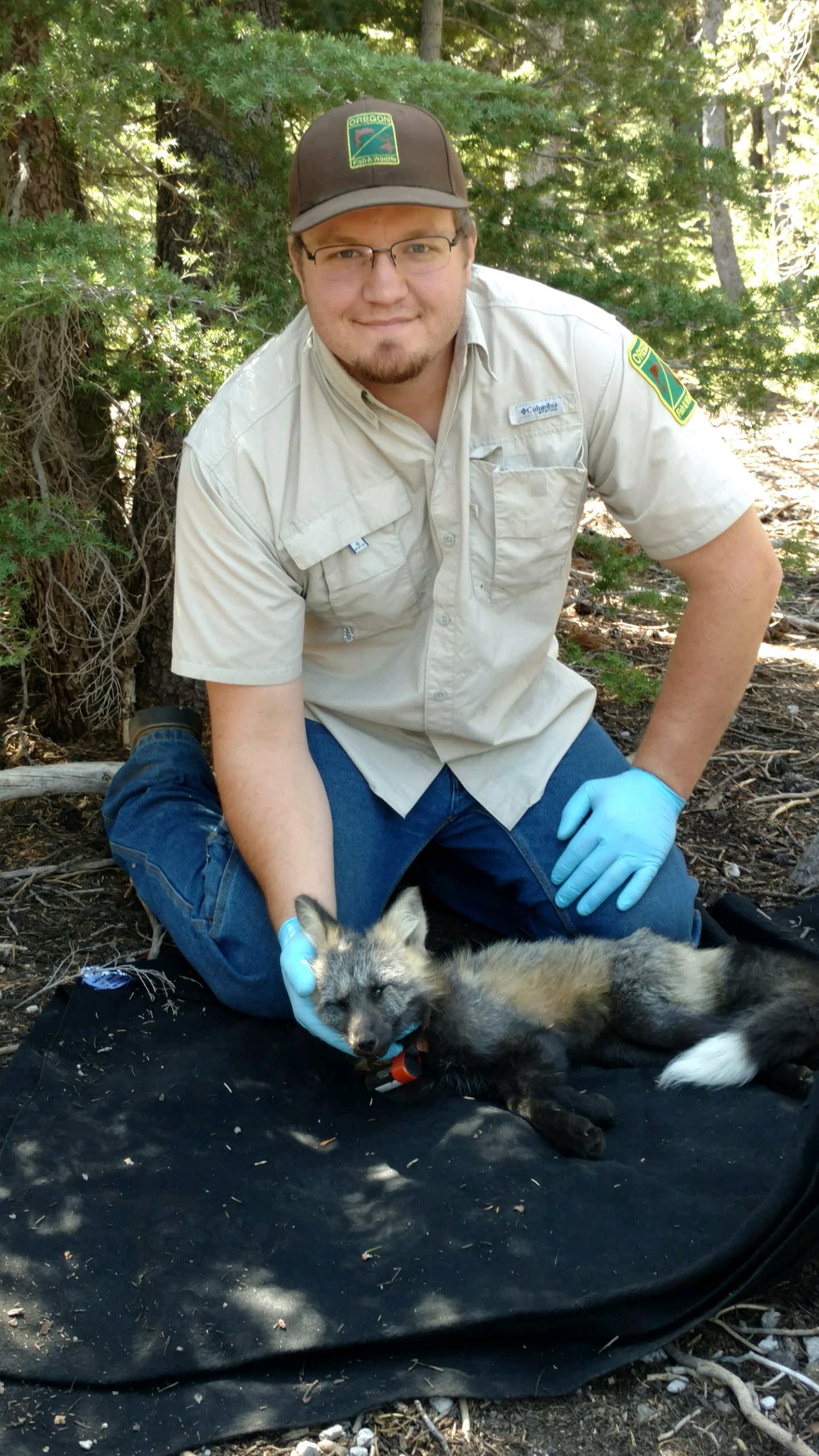 Sierra Nevada Red Fox – Oregon Conservation Strategy