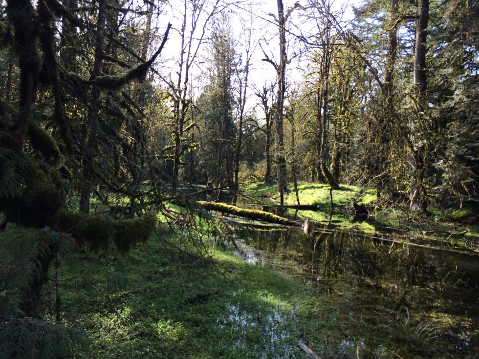 Santiam Confluences – Oregon Conservation Strategy