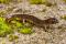Cascade Torrent Salamander – Oregon Conservation Strategy