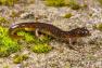 Cascade Torrent Salamander – Oregon Conservation Strategy