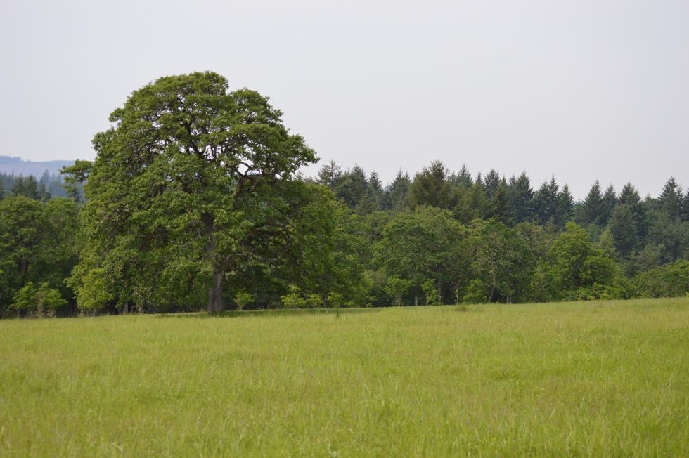 Oak Woodlands – Oregon Conservation Strategy