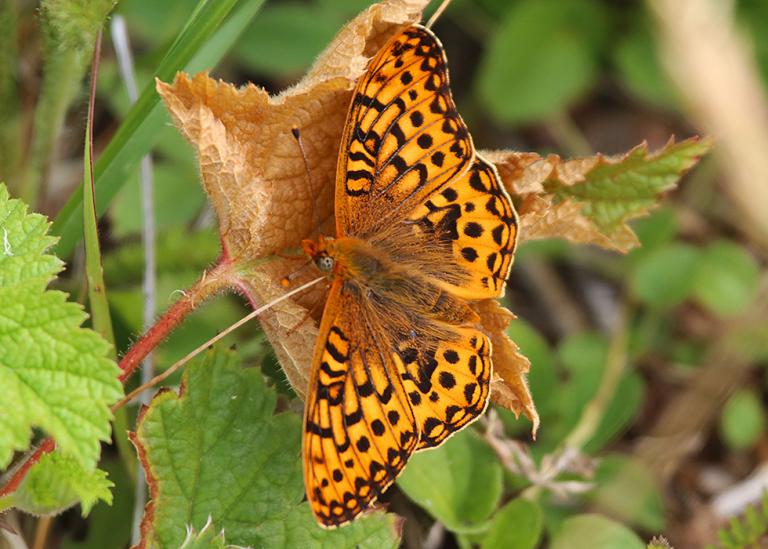 Oregon Silverspot Butterfly – Oregon Conservation Strategy