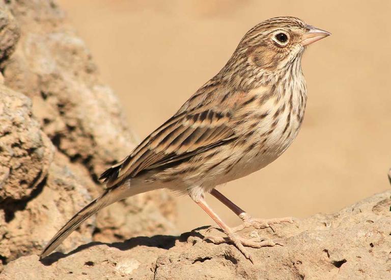 Oregon Vesper Sparrow – Oregon Conservation Strategy