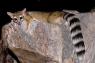 Ringtail – Oregon Conservation Strategy