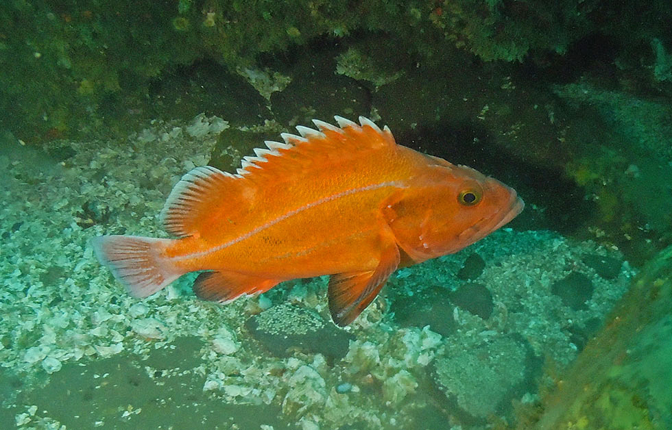 Yelloweye Rockfish – Oregon Conservation Strategy